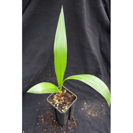 Beccariophoenix alfredii - Highland-Coconut