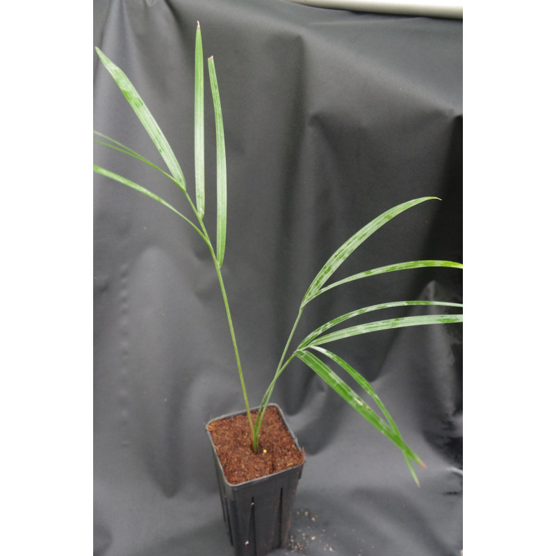 Dypsis pembana (syn. Chrysalidocarpus pembanus) - Pemba Palm