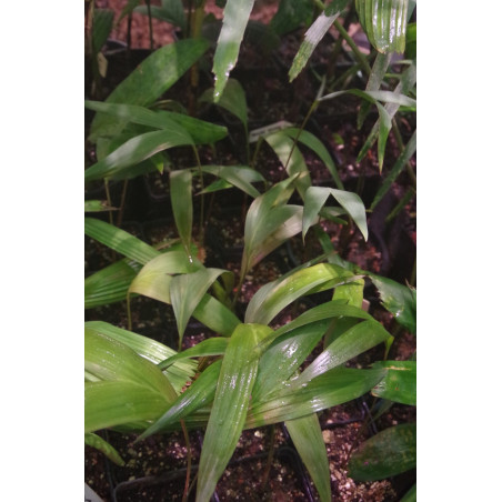 Loxococcus rupicola - Datula-Palme