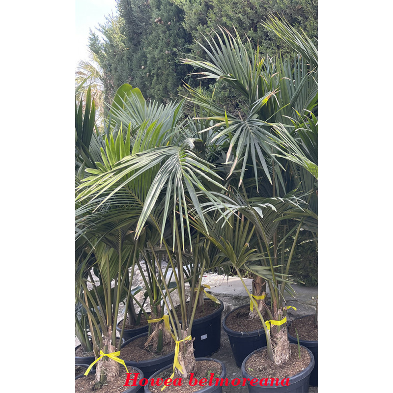 Howeia belmoreana - Curly Palm